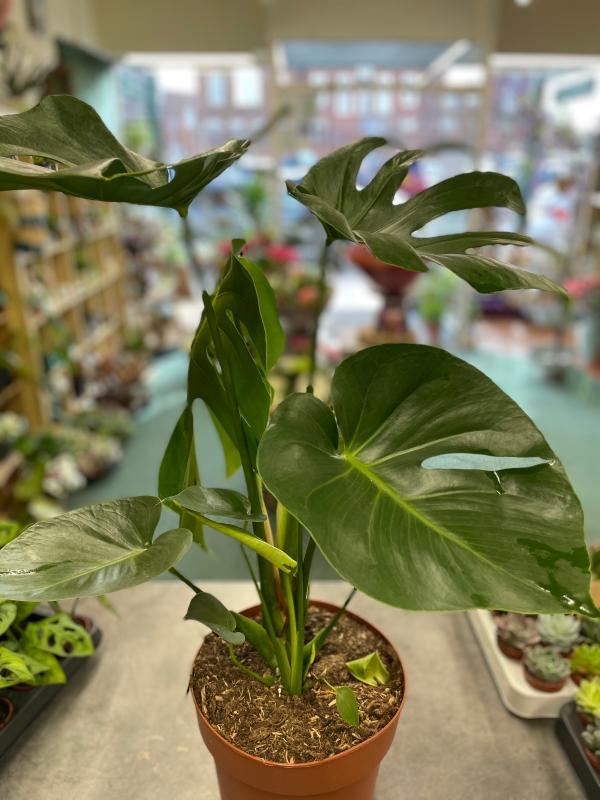 Monstera ‘Cheese Plants’ – buy online or call 01462 685370
