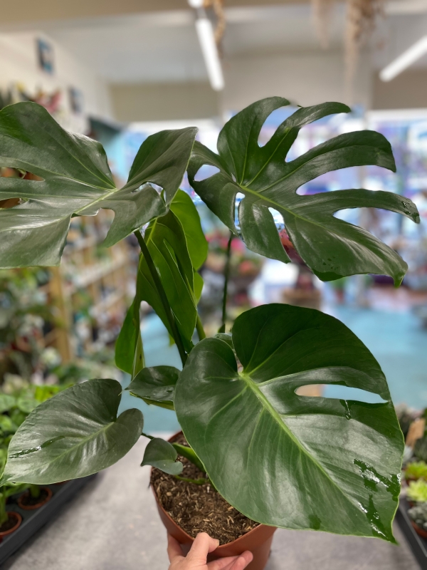 Monstera ‘Cheese Plants’ – buy online or call 01462 685370