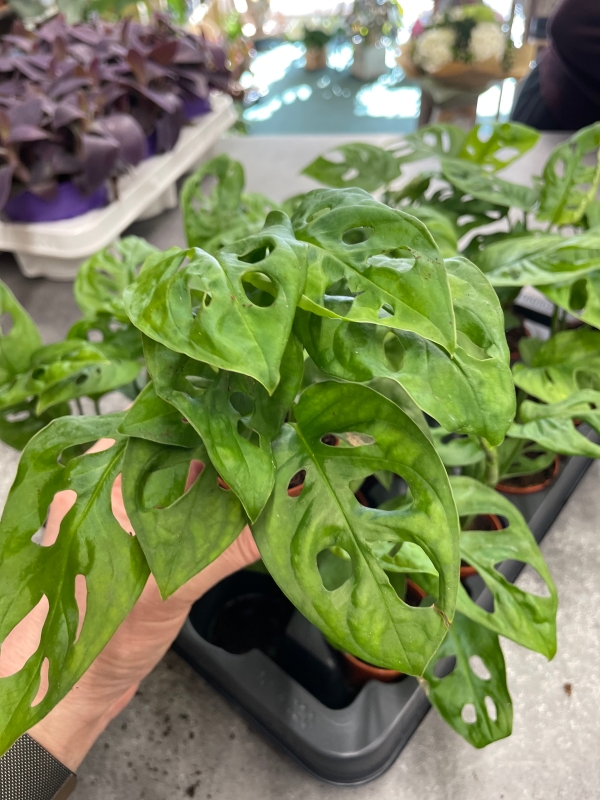 Monstera ‘Monkey Leaf’ – buy online or call 01462 685370
