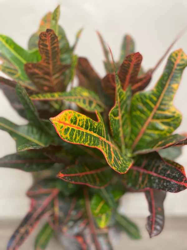 Codiaeum Variegatum ‘Croton’ – buy online or call 01462 685370