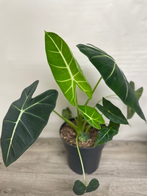 Alocasia ‘Frydek’ – buy online or call 01462 685370